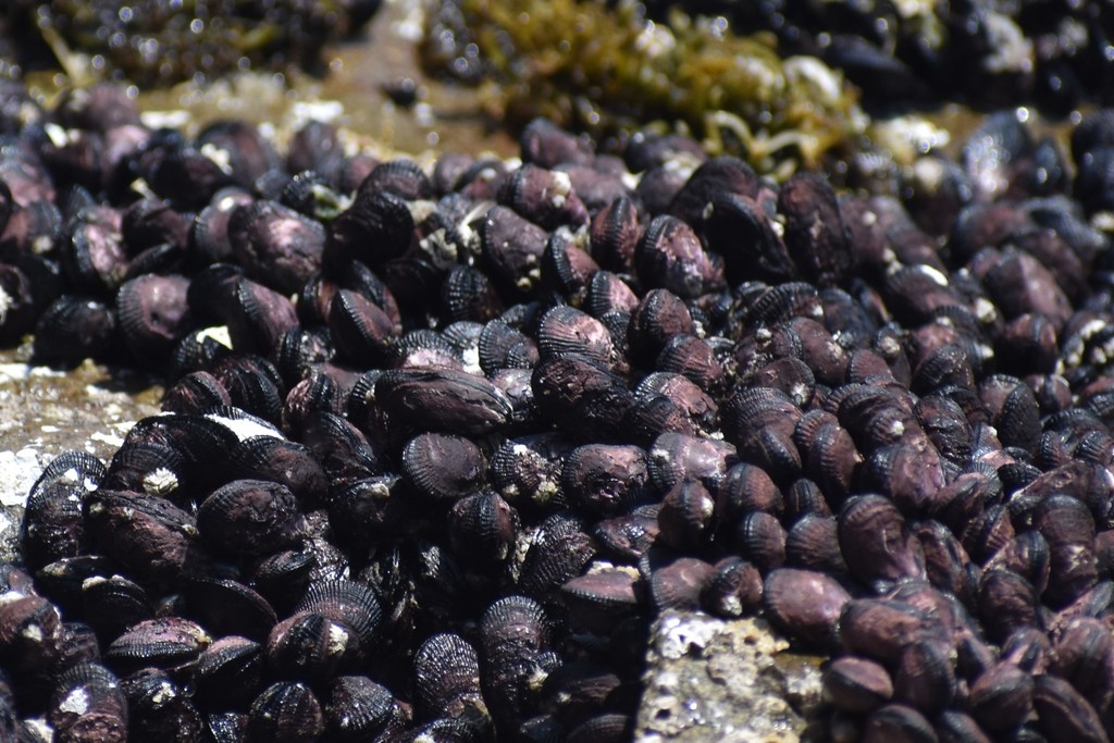 Perumytilus purpuratus in January 2022 by Brandon Ortiz Arenas ...