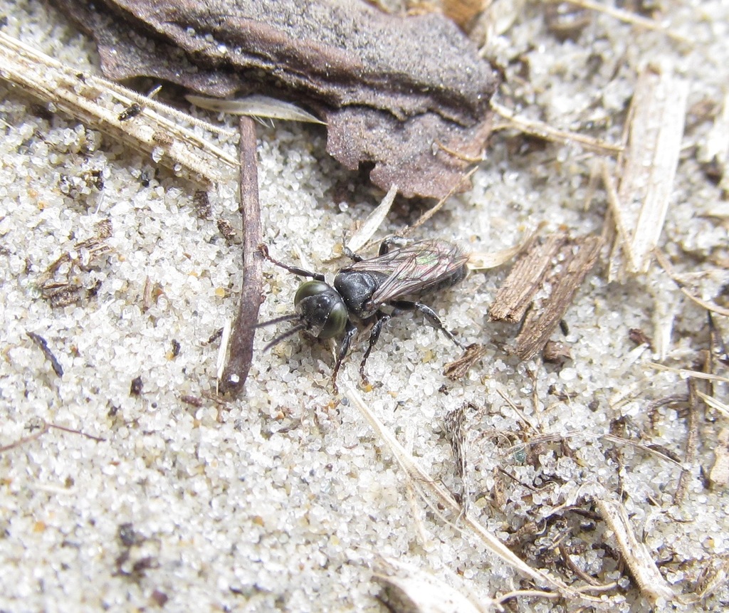 Black Cockroach-hunter Wasp from Long Beach 9081, New Zealand on ...
