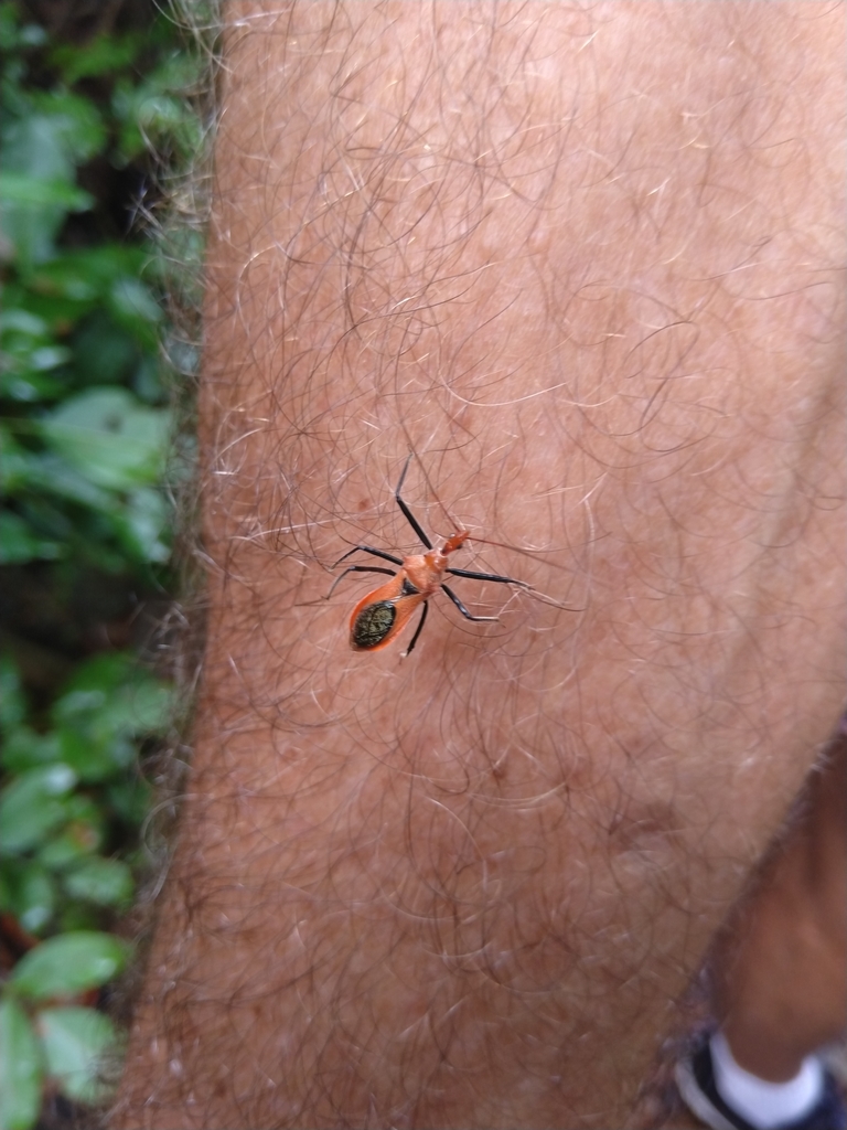 Orange Assassin Bug from Shute Harbour Rd at Conway Picnic, Queensland ...