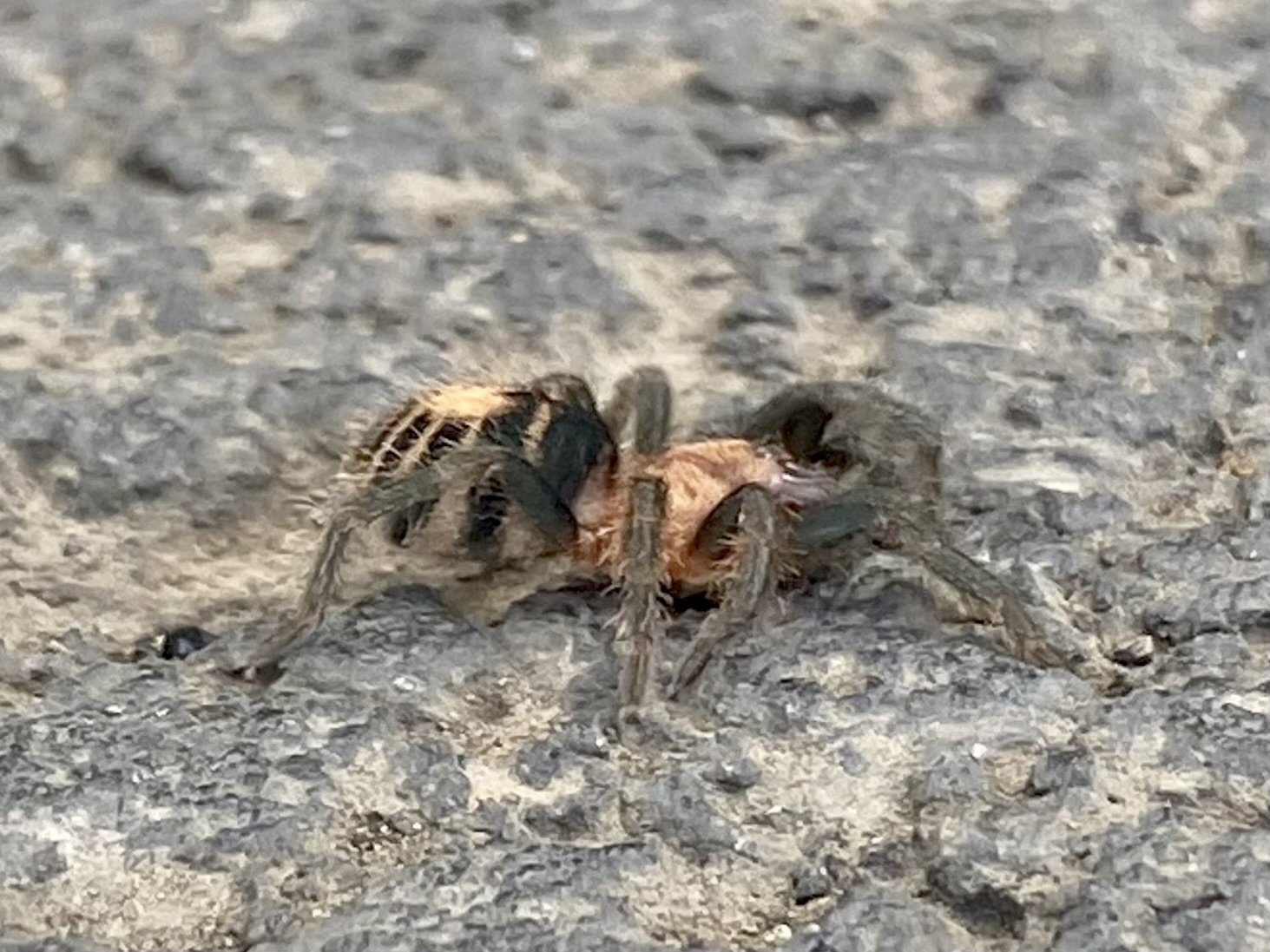 Davus ruficeps (Simon, 1891)