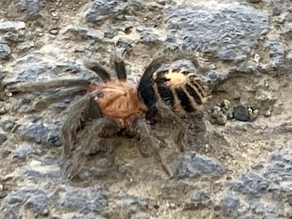 Davus ruficeps (Simon, 1891)