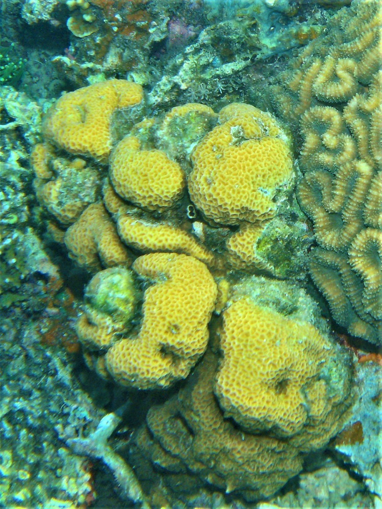 Pavona venosa (Ehrenberg, 1834)