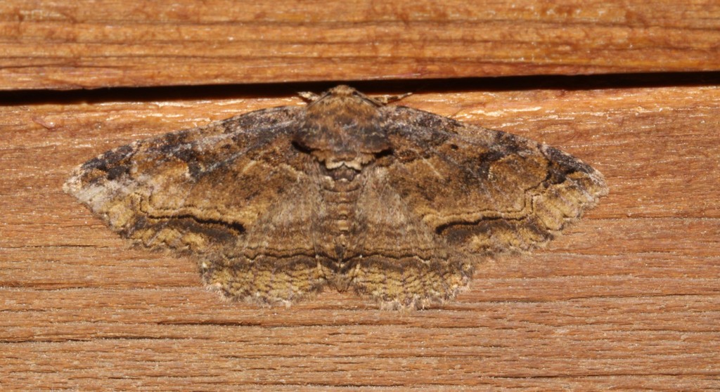 Colorful Zale Moth from Chandler, Club motoneige, rte Pellegrin, QC ...