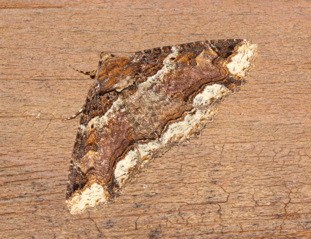 Colorful Zale Moth from Chandler, Club motoneige, rte Pellegrin, QC ...