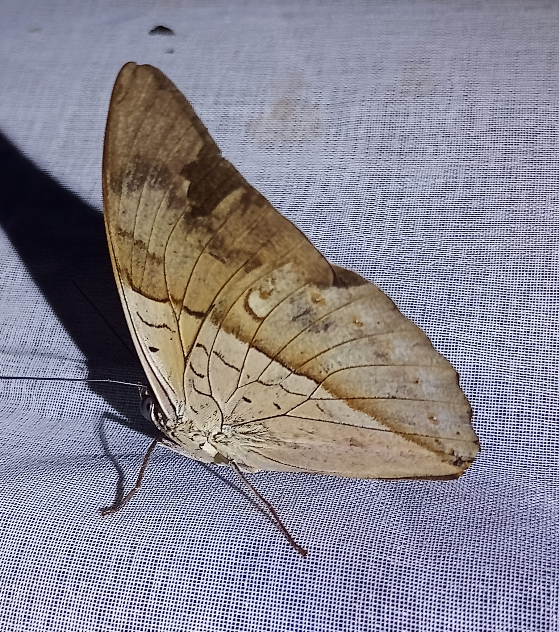 Archaeoprepona amphimachus (Fabricius, 1775)