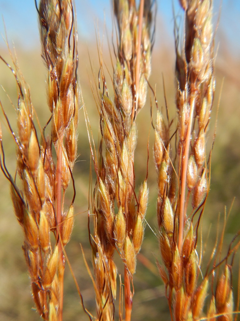 Indiangrass (Grasses, Sedges, Catails, and Allies (Order Poales) of ...