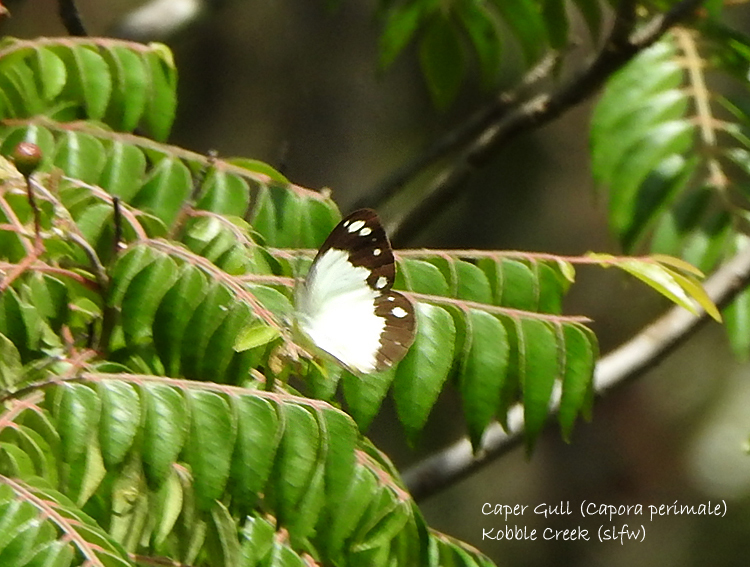 Cepora perimale (Donovan, 1805)