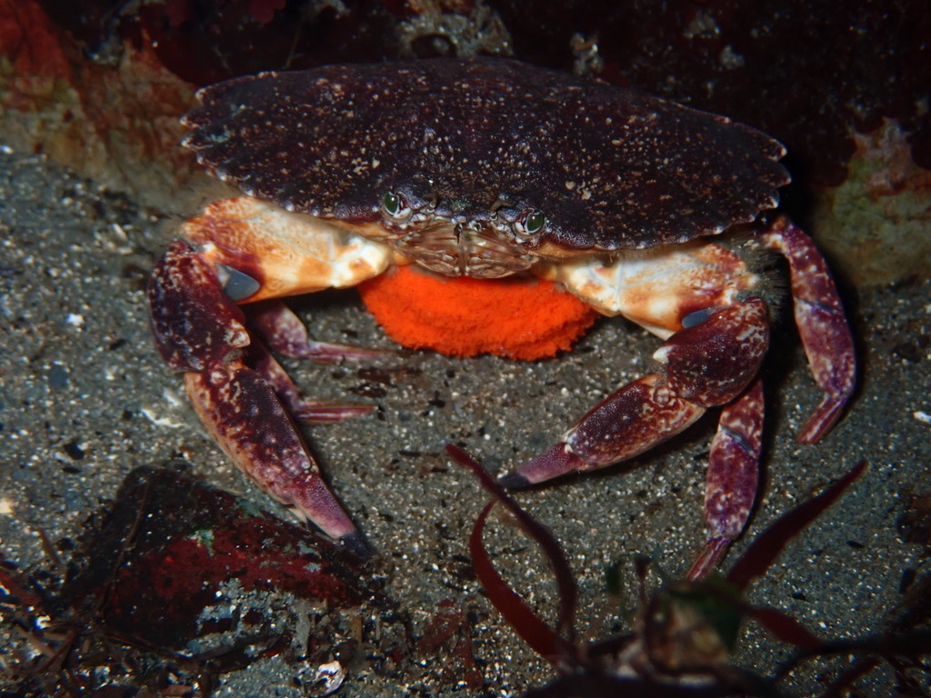 Red Rock Crab from Nanaimo, BC, Canada on January 14, 2022 at 09:01 PM ...