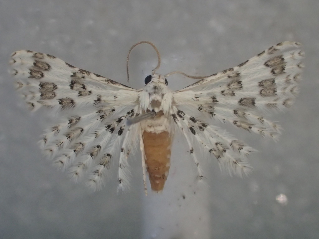 Alucita agapeta from Cambridge Gulf WA 6743, Australia on March 14 ...