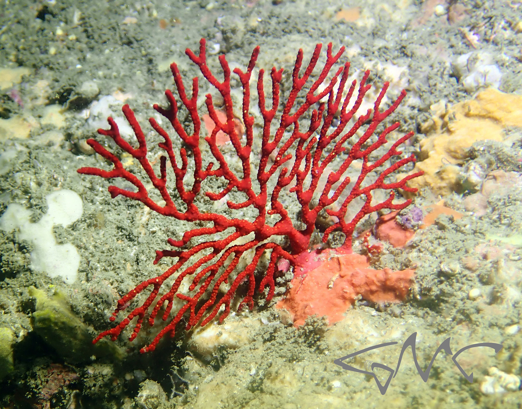 Melithaea Milne Edwards, 1857