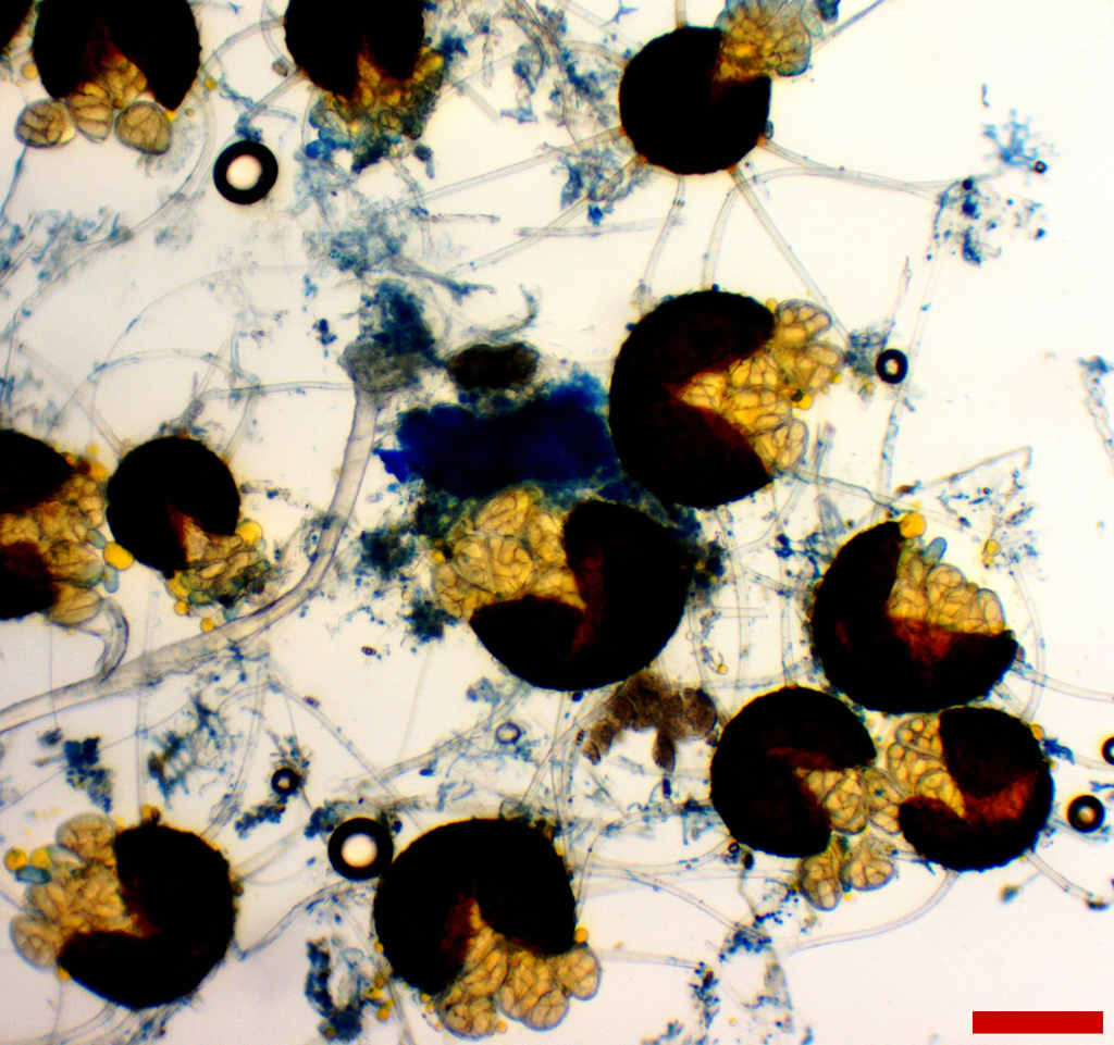 Erysiphe extensa curta from Seabrook, TX, USA on January 25, 2022 at 02 ...