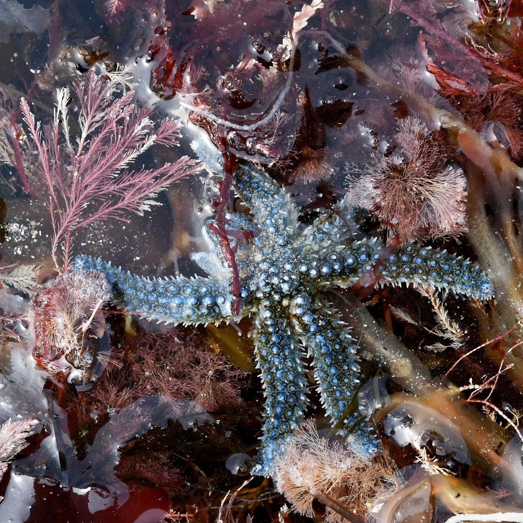 Eleven-armed Sea Star from Otago, New Zealand on January 28, 2022 at 05 ...