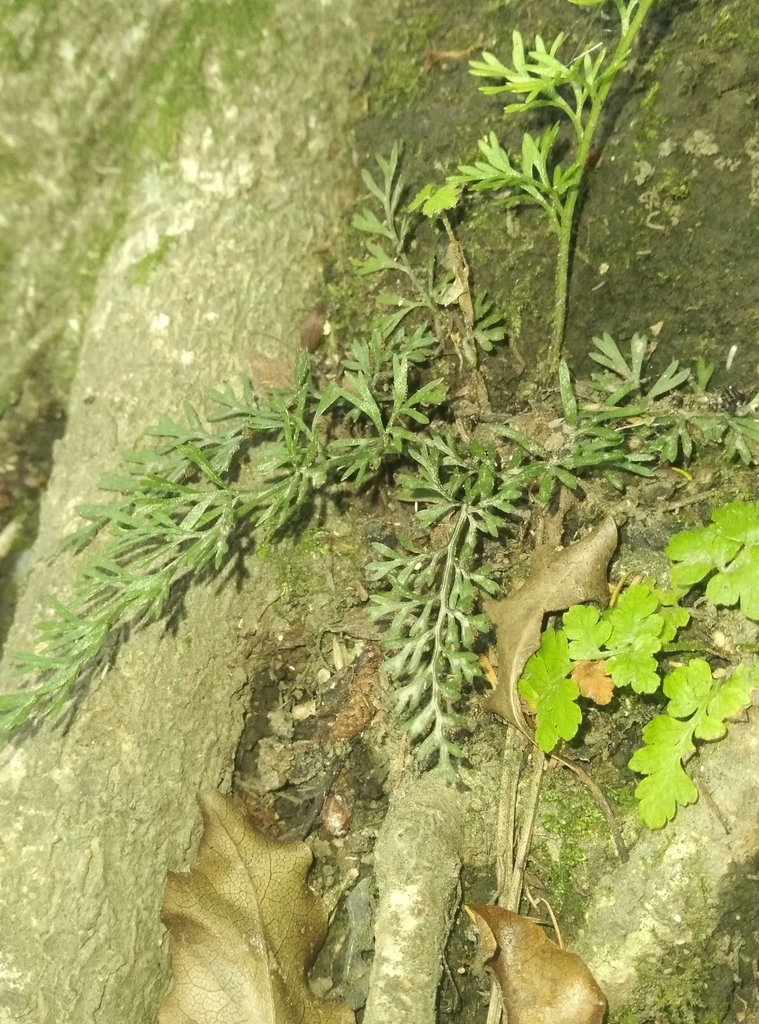 Matua Kaponga from Kennedys Bush, Christchurch, New Zealand on January ...