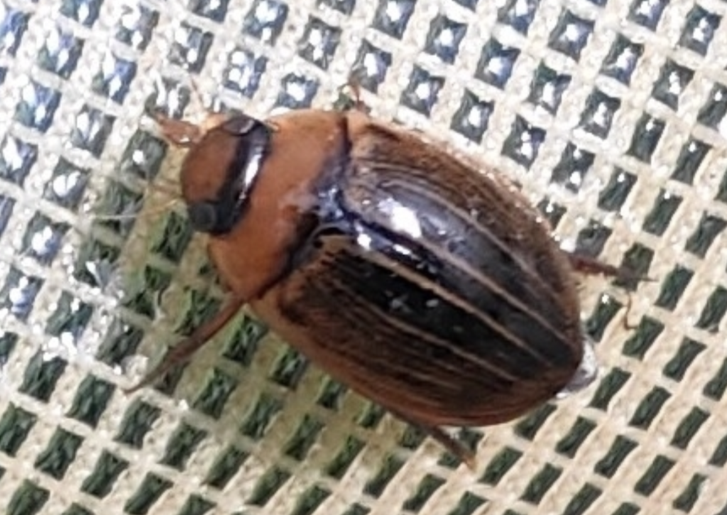 Hydaticus grammicus in August 2020 by Kosuke Onoda · iNaturalist