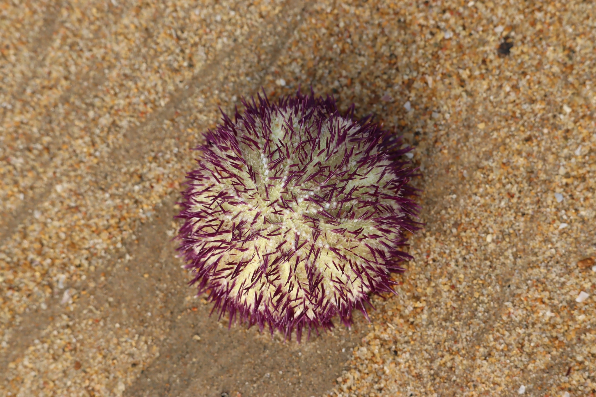 Salmacis virgulata L.Agassiz, 1846