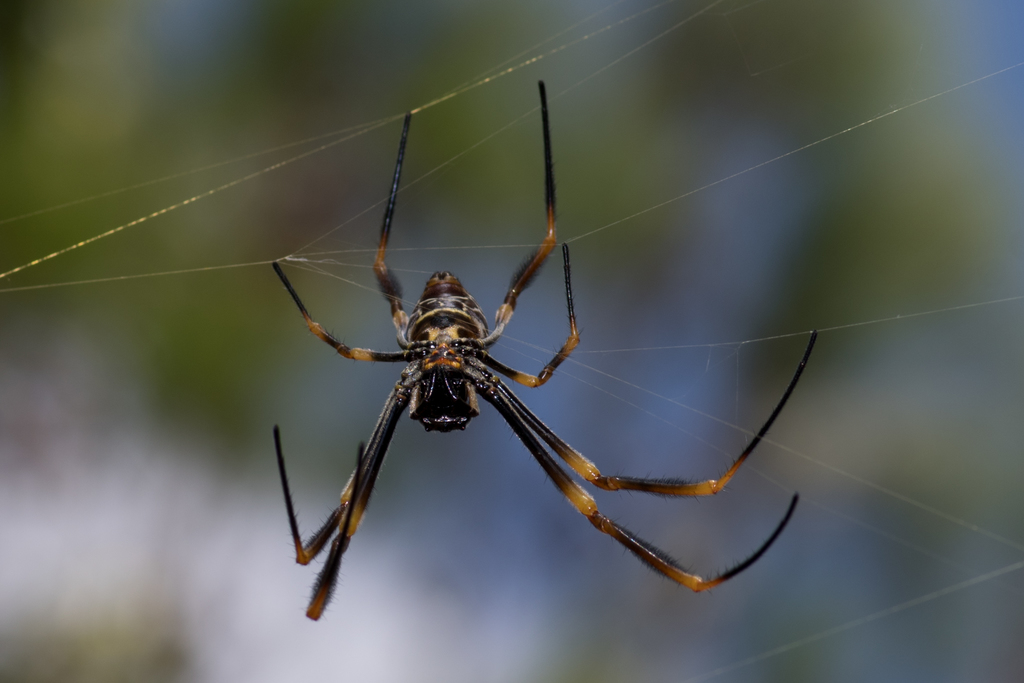Tiger Spider from Tewantin QLD 4565, Australia on January 28, 2022 at ...