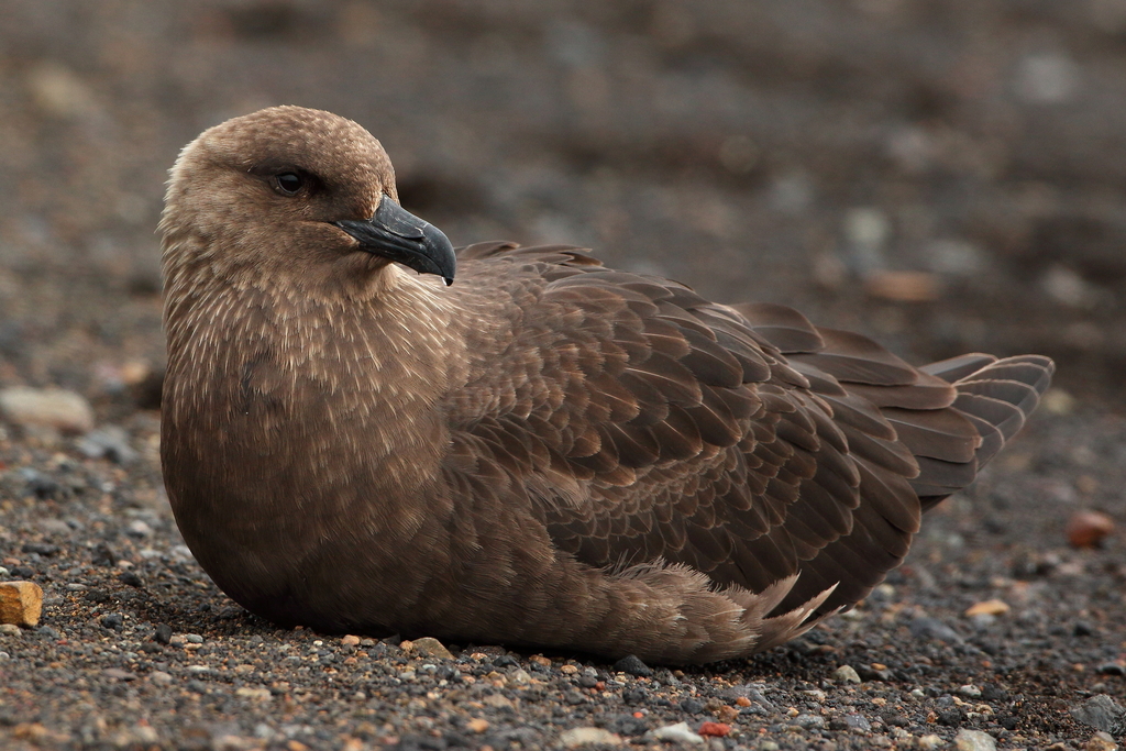 South Polar Skua · Antarktikskua · Labbe de McCormick (HX - Common Wildlife of the Antarctic ...