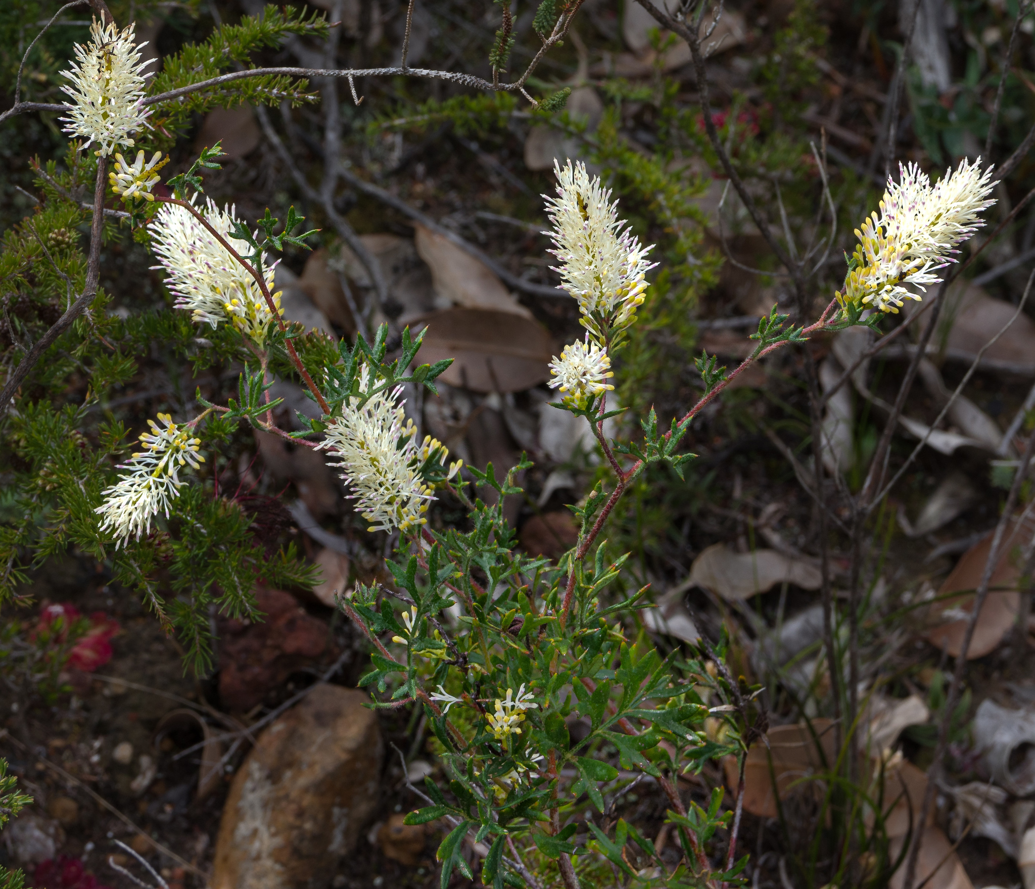 Grevillea pulchella (R.Br.) Meisn.