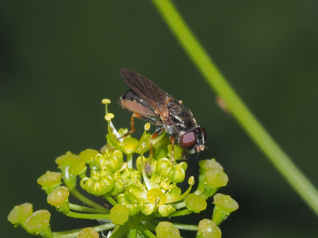Cheilosia soror from Абинский р-н, Краснодарский край, Россия on July ...