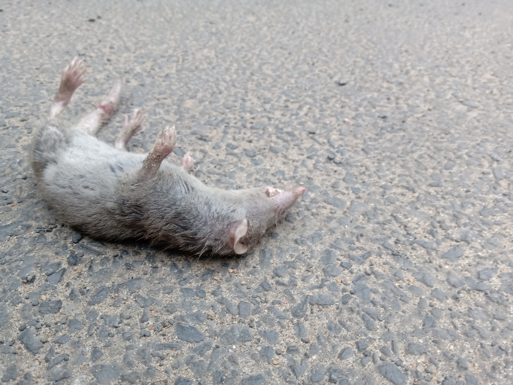 Suncus murinus (Linnaeus, 1766)