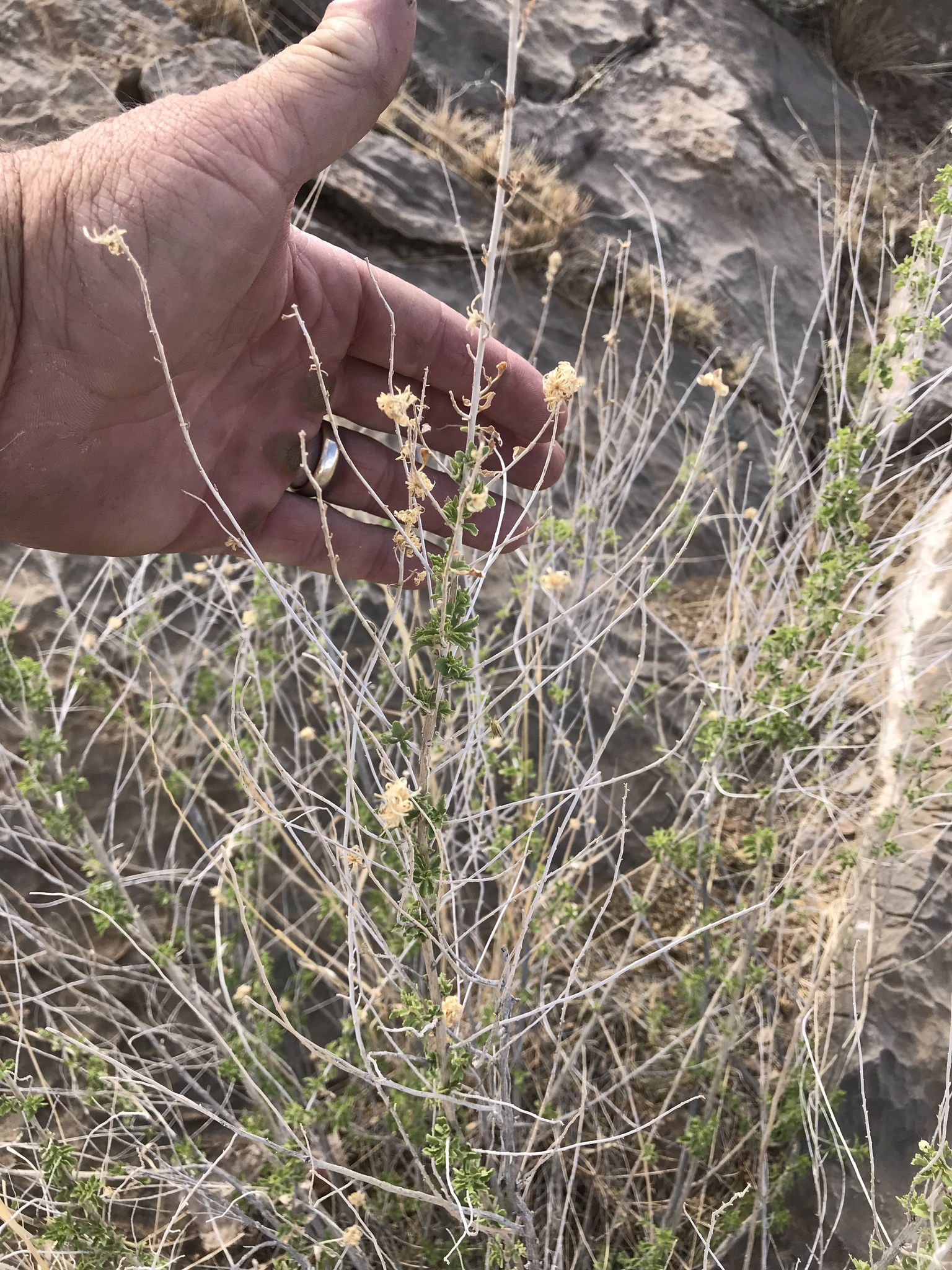 Brickellia baccharidea A.Gray