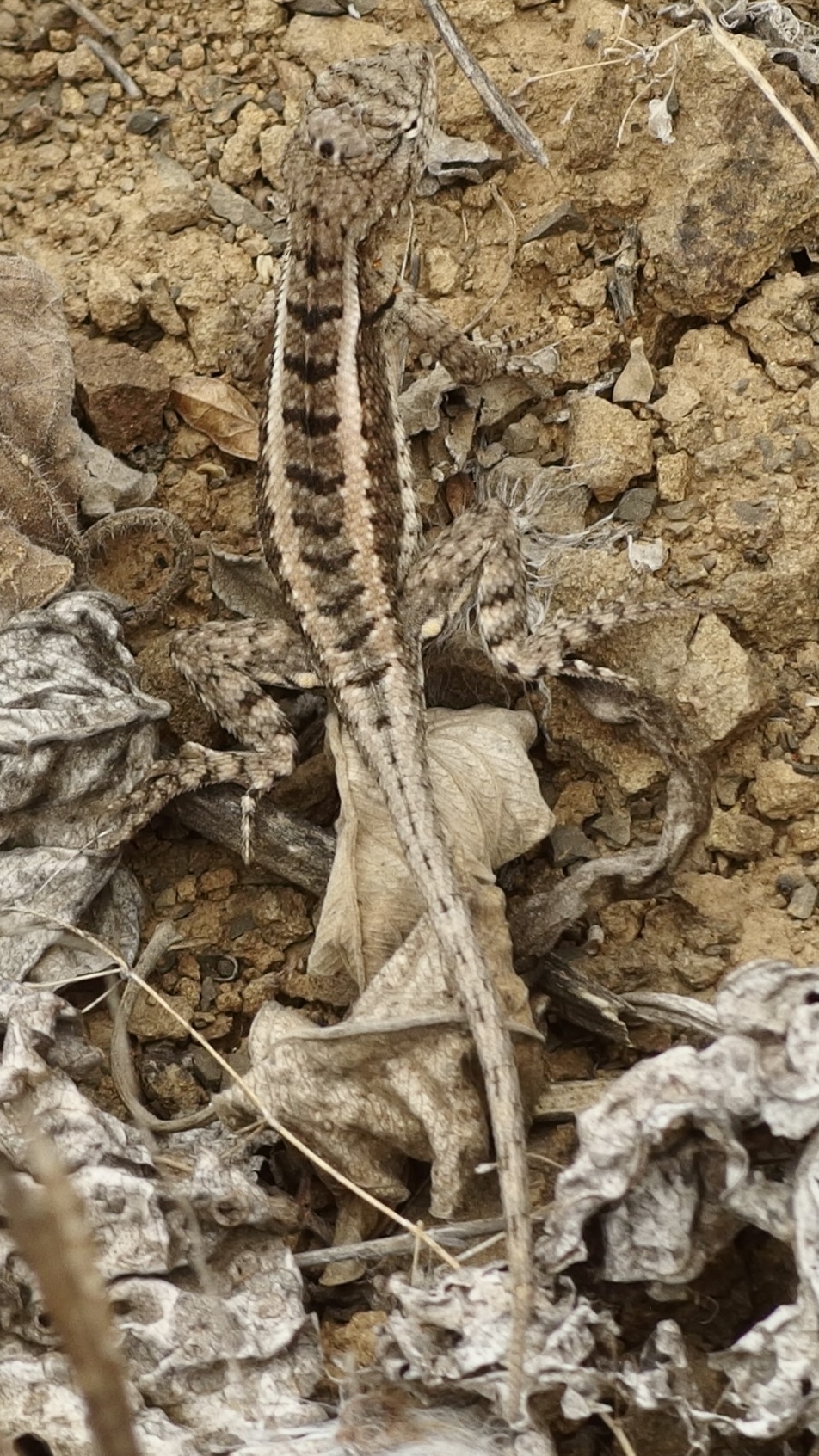 Microlophus occipitalis (Peters, 1871)