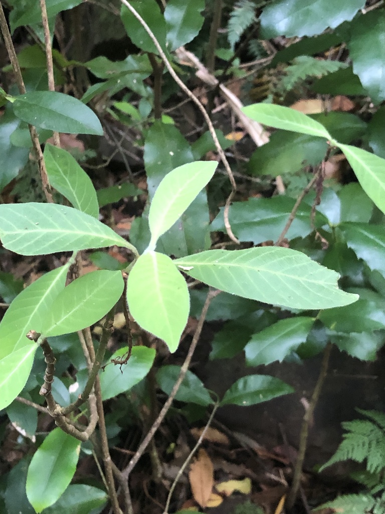 Hairy Psychotria from Illawarra Escarpment, Wollongong Bal, AU-NS, AU ...