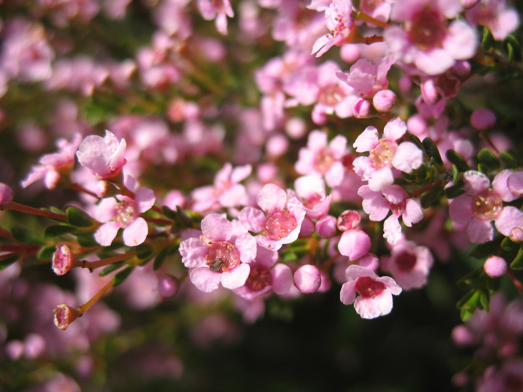 Pink Scholtzia from Lake Indoon campsite, Eneabba WA 6518, Australia on ...