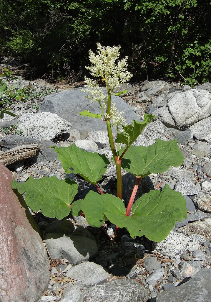 Rheum compactum from Зейский р-н, Амурская обл., Россия on June 26 ...