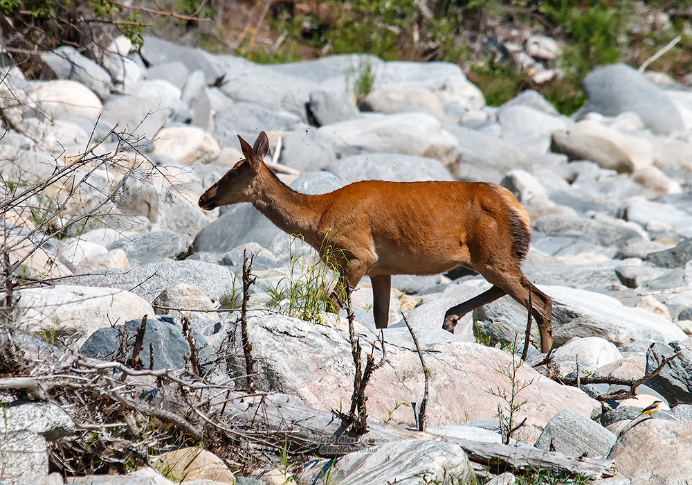 Izubra (Cervus canadensis xanthopygus) - Know Your Mammals