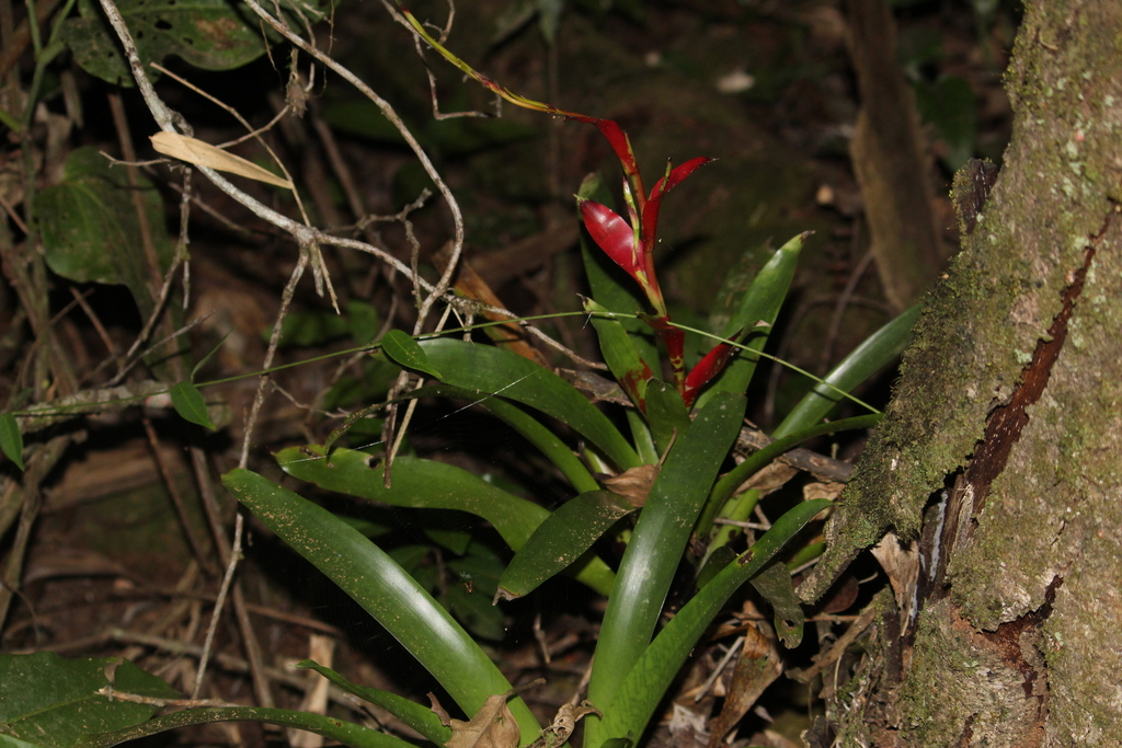 Vriesea vagans from Schroeder - SC, Brasil on January 26, 2022 at 07:14 ...