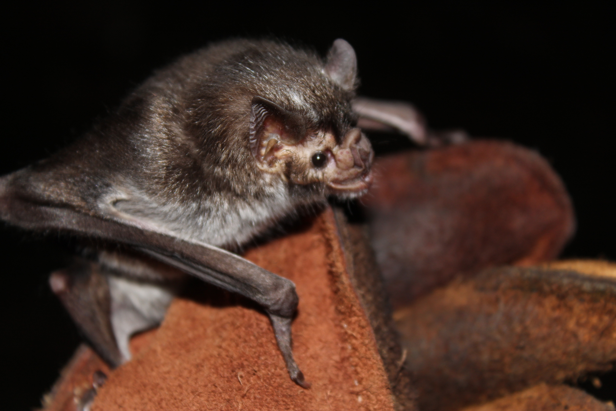 Desmodus rotundus (E.Geoffroy, 1810)