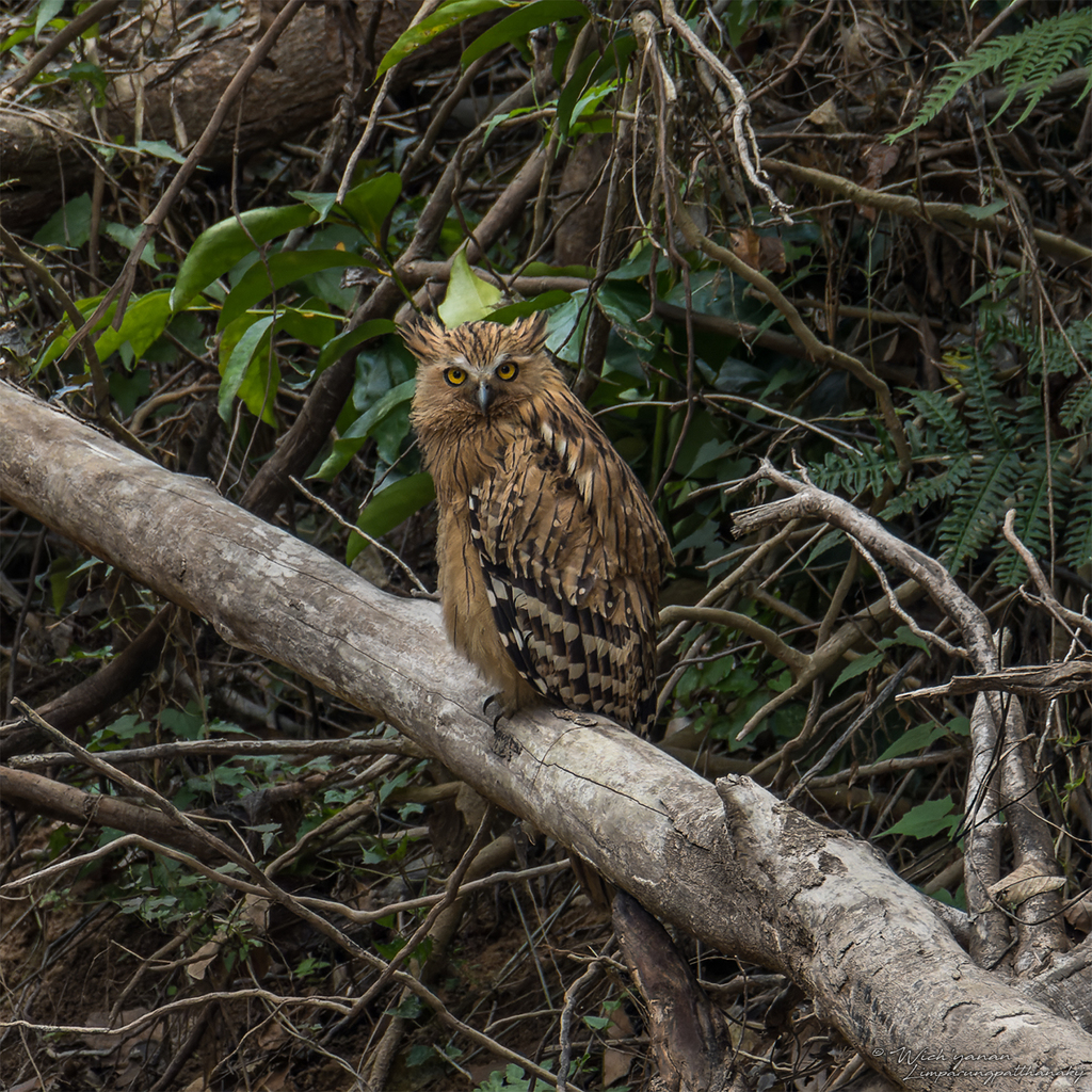 Aagaard's Buffy Fish-Owl from Khao Yai National Park on January 25 ...