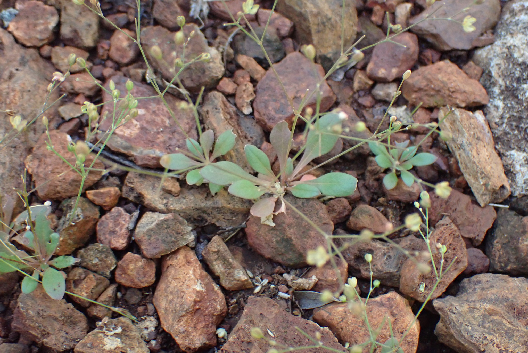 Paramollugo nudicaulis (Lam.) Thulin