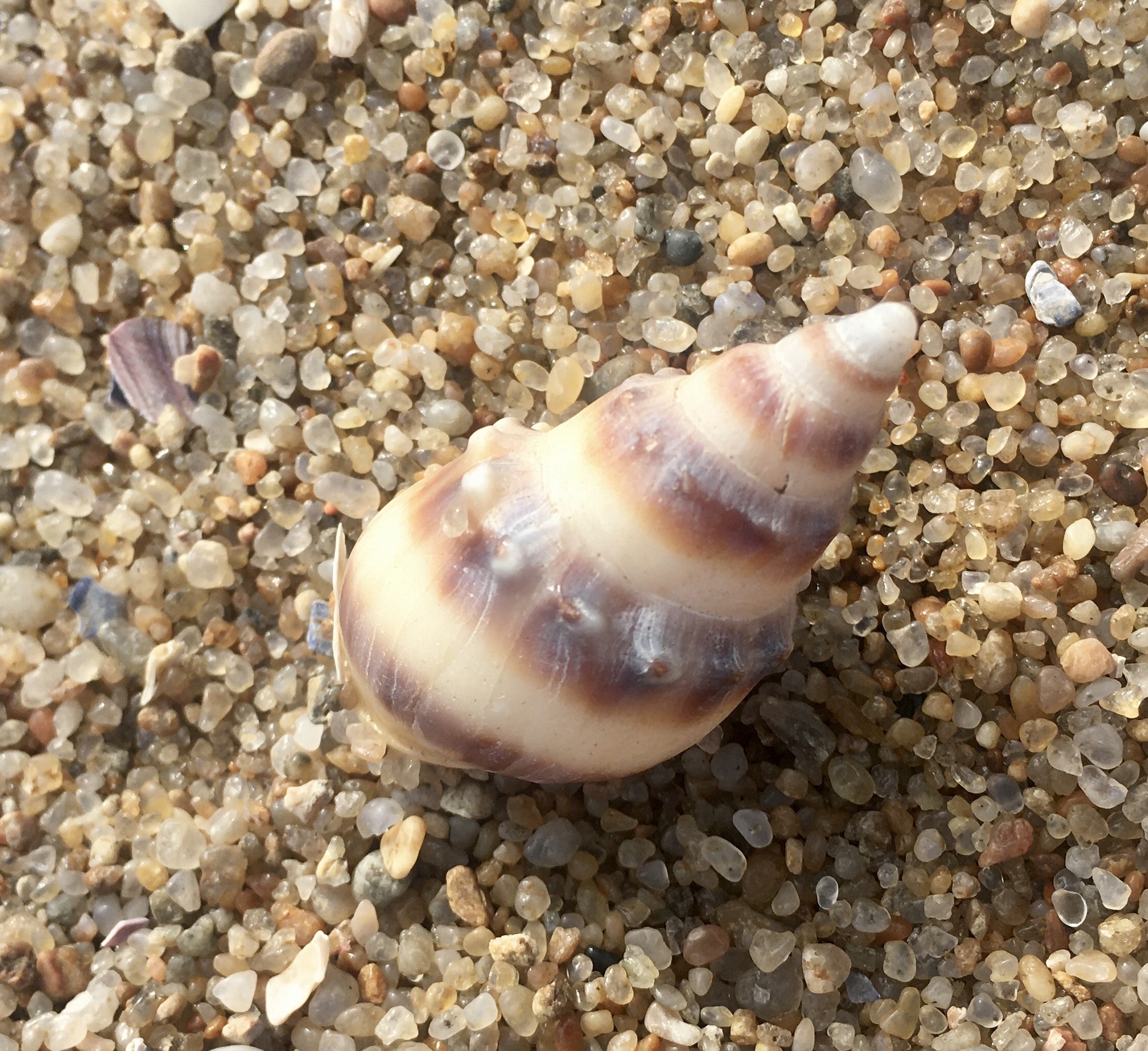 Buccinanops d'Orbigny, 1841