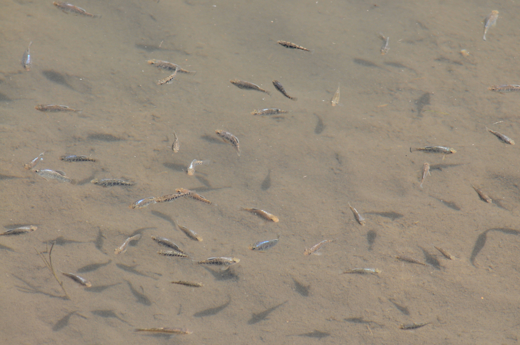 Pecos Pupfish in April 2012 by Tom Kennedy · iNaturalist