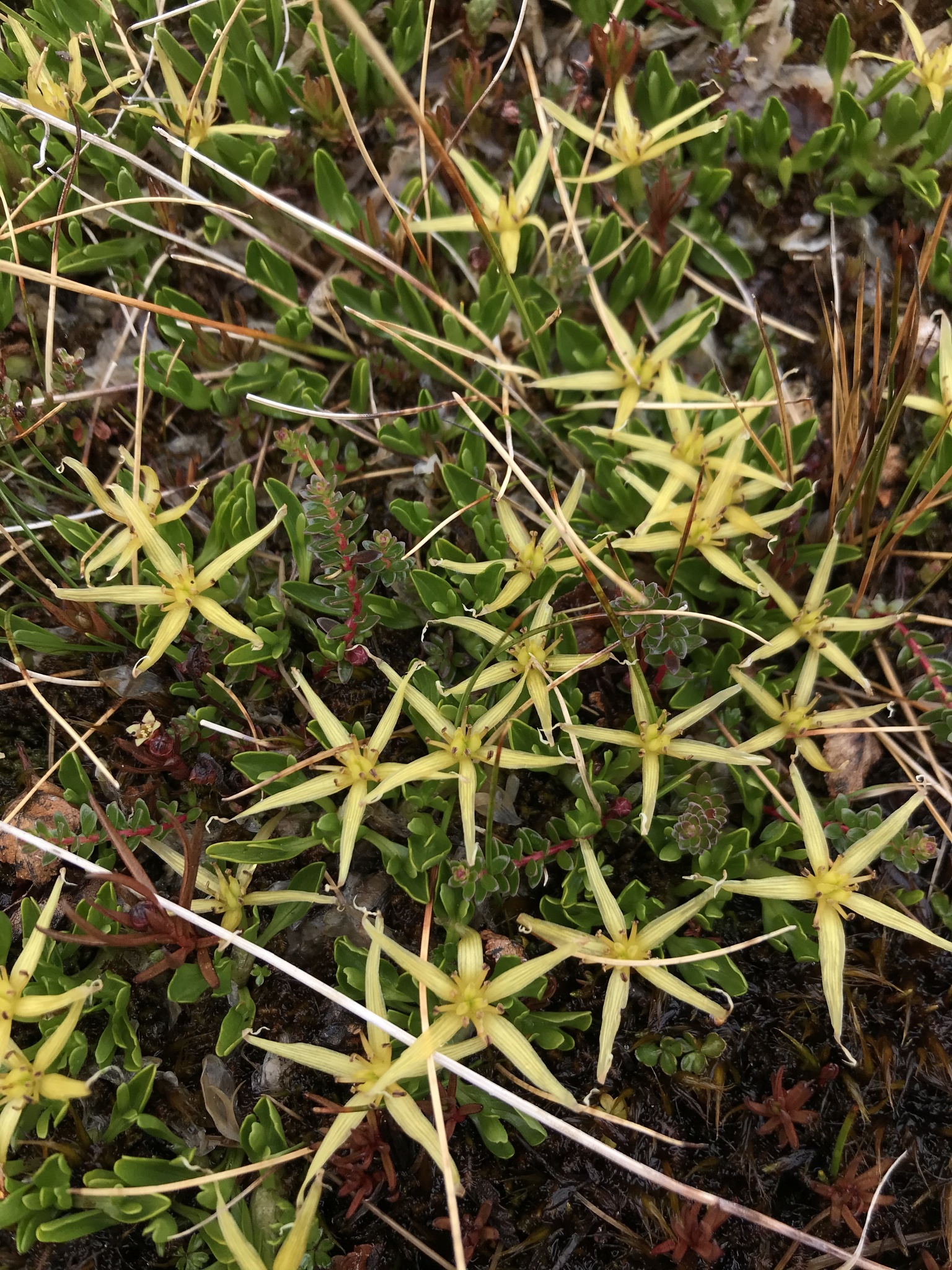 Caltha appendiculata Pers.