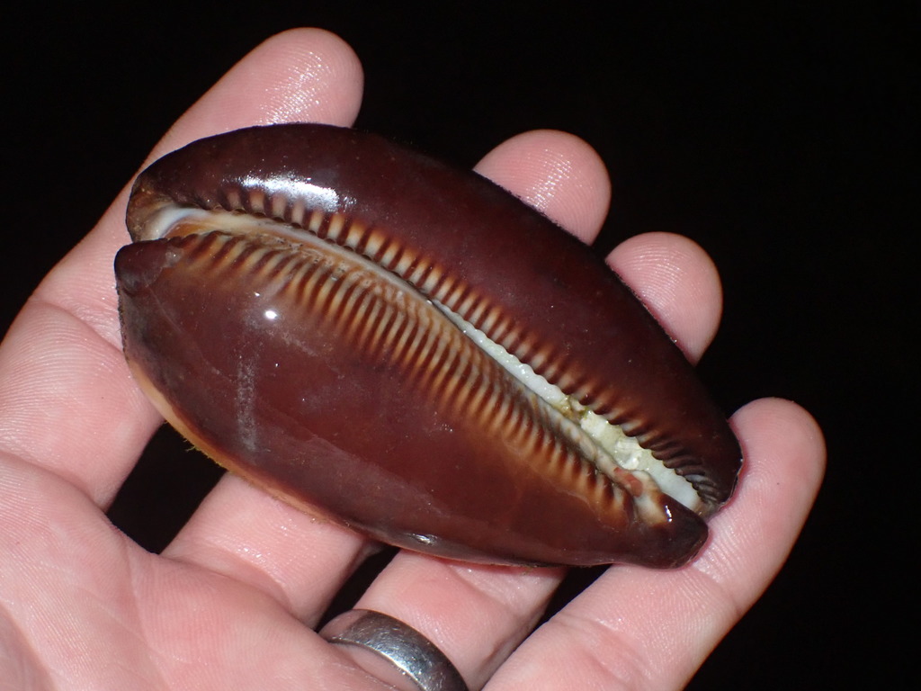 Mole Cowrie from Woolgoolga NSW 2456, Australia on January 28, 2022 at ...