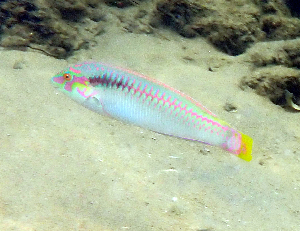 Zigzag Wrasse from eNkovukeni, South Africa on December 7, 2021 at 12: ...