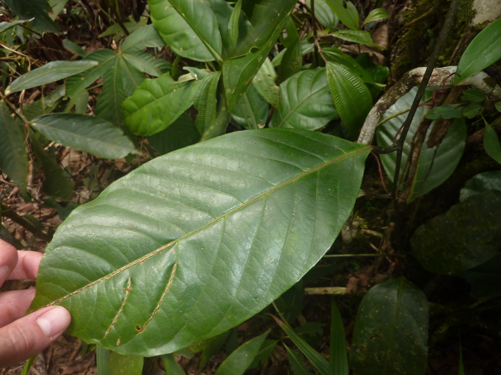 Passiflora kapiriensis from San Martin, Peru on November 10, 2012 at 05 ...
