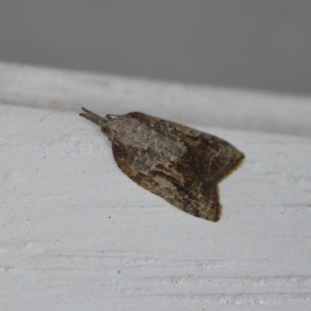 Tufted Apple Bud Moth from 2403 Old Mystic Ct, Crofton, MD 21114, USA ...