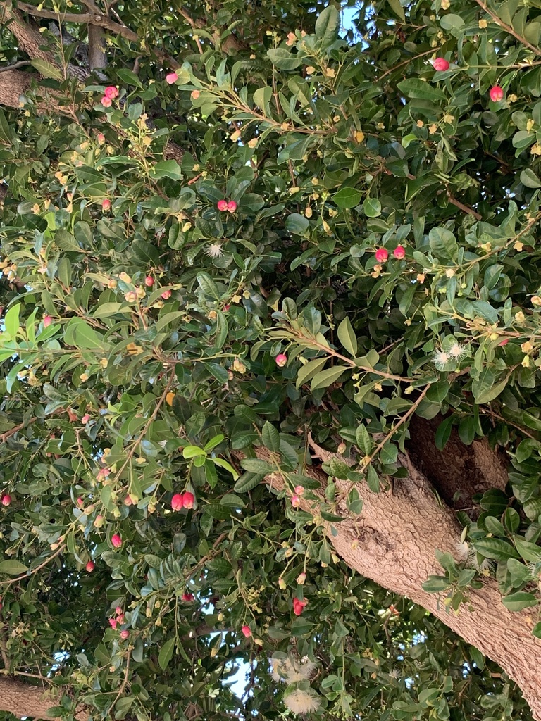 scrub cherry from Constantia Road, Stellenbosch, WC, ZA on January 28 ...