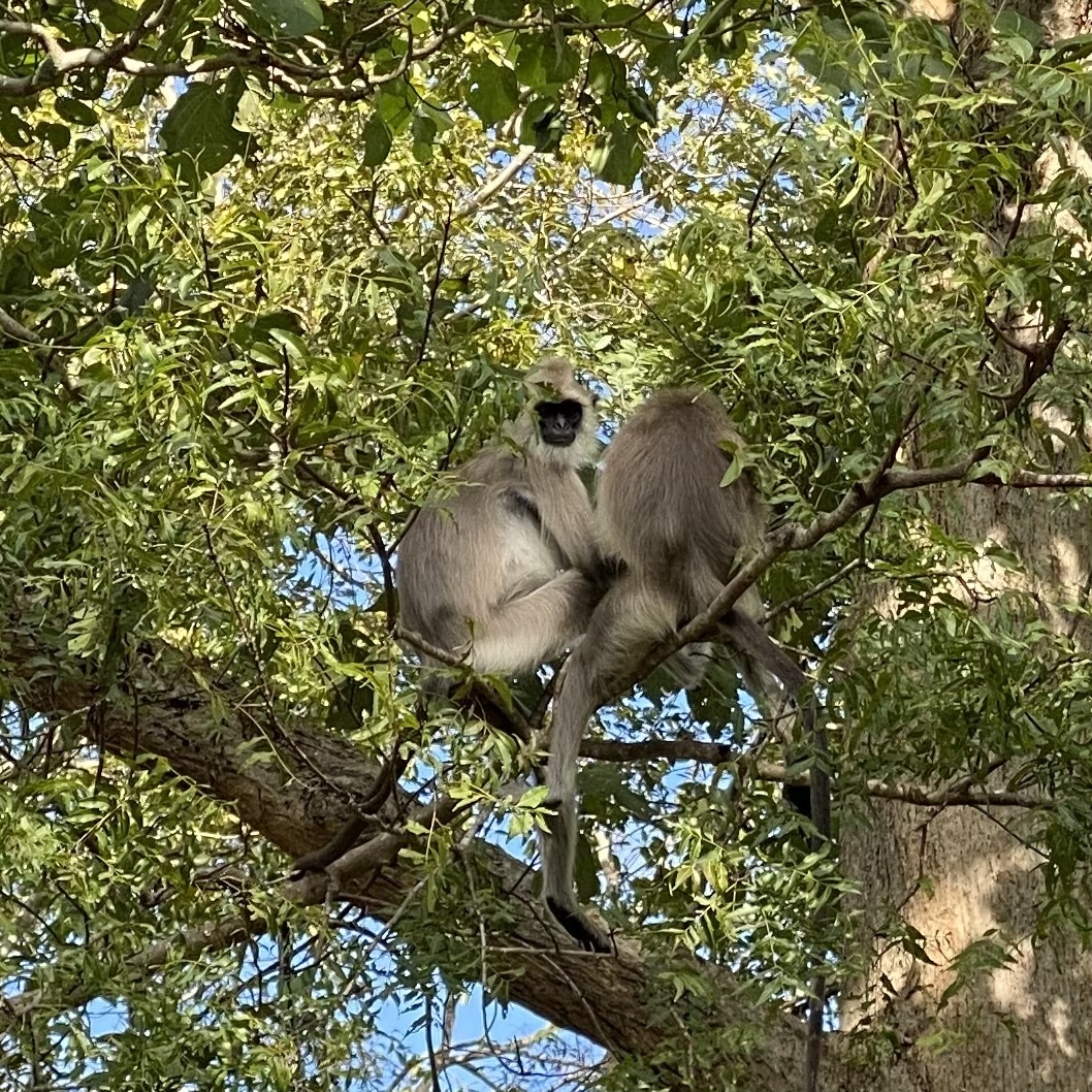 Semnopithecus priam Blyth, 1844