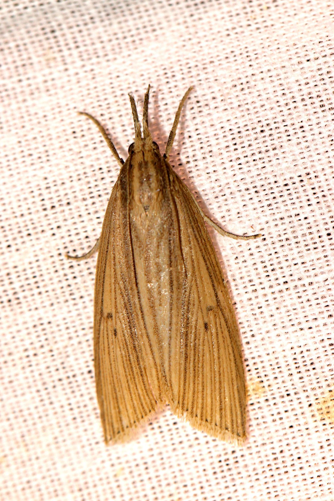 Chilo sacchariphagus Bojer, 1856