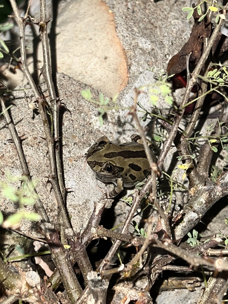 Senegal Running Frog from LP, ZA on January 28, 2022 at 07:28 PM by ...