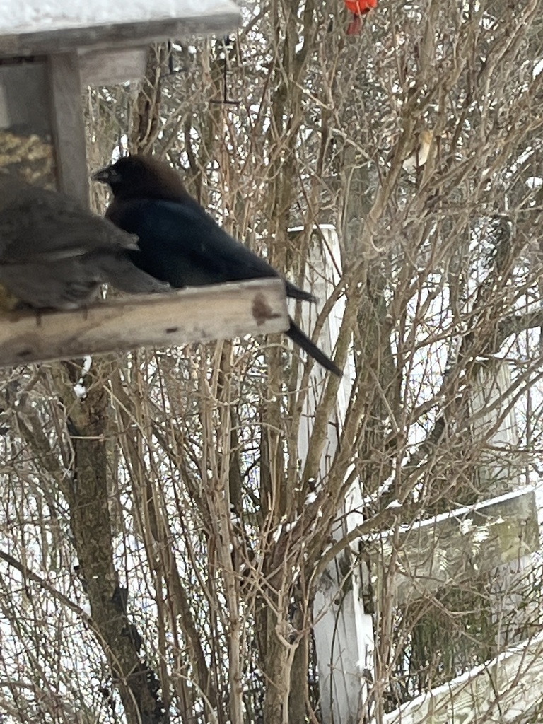 Brown-headed Cowbird from Tallmadge Rd, Kent, OH, US on January 28 ...