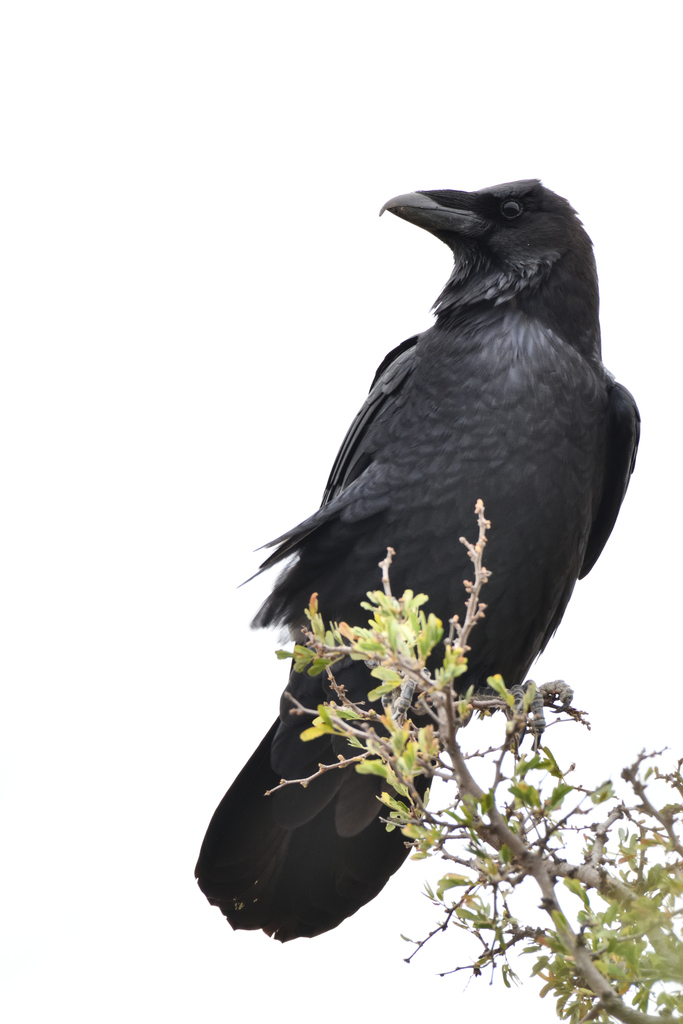 Chihuahuan Raven from Bustamante, N.L., México on January 10, 2022 at ...