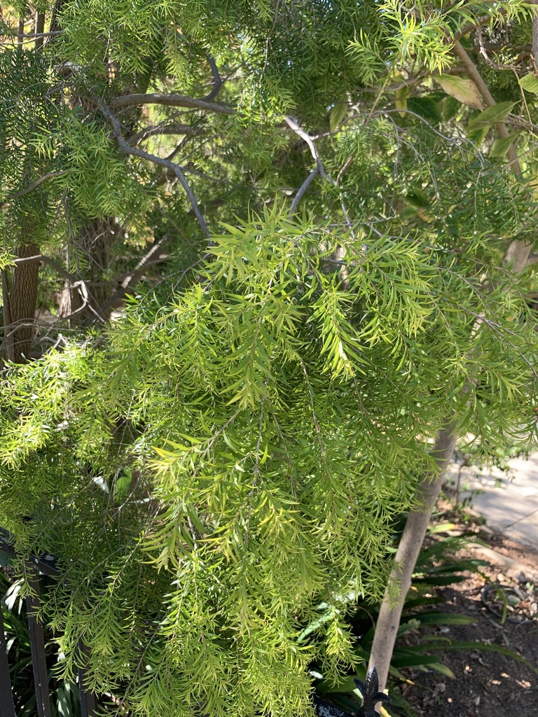 black tea-tree from Buitekring Road, Stellenbosch, WC, ZA on January 28 ...