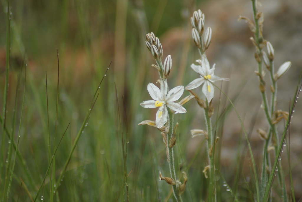 Chlorophytum transvaalense from Verlorenvallei-Natuurreservaat on ...