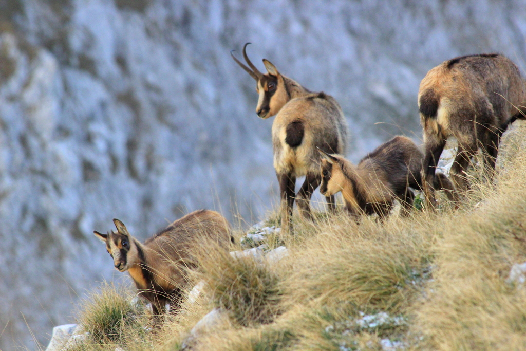 Goats and Sheep (Caprini) - Know Your Mammals